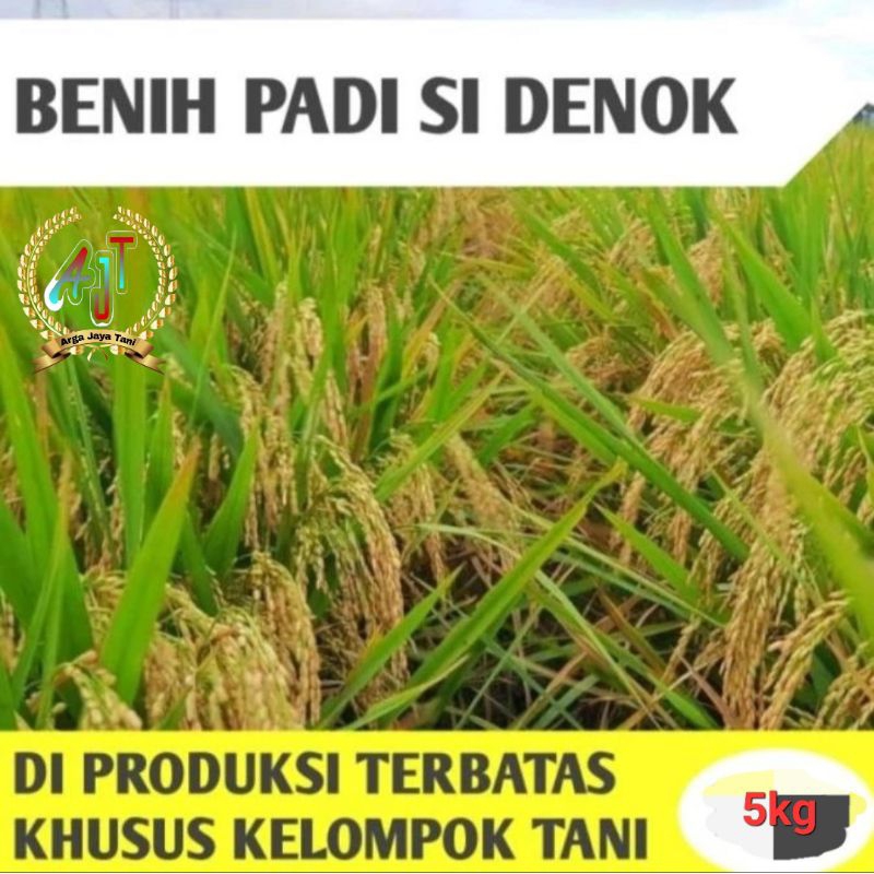 Jual BENIH PADI CI HERANG SI DENOK 5KG | Shopee Indonesia