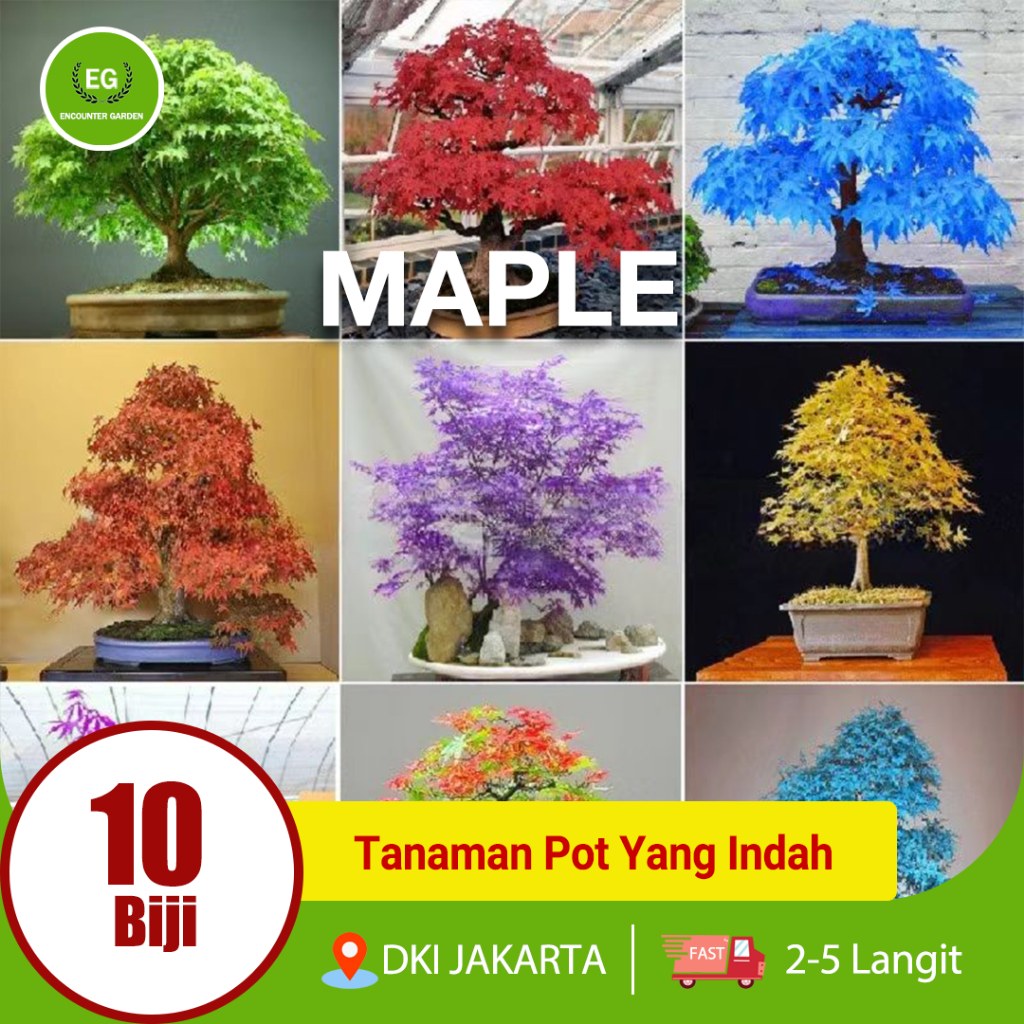 Jual kemasan repack 10 butir biji benih tanaman America maple impor ...