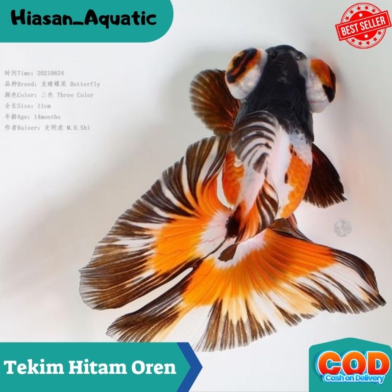 Jual koki Tekim Hitam Oren Isi 3 ekor / ikan hias Aquascape Air Tawar ...