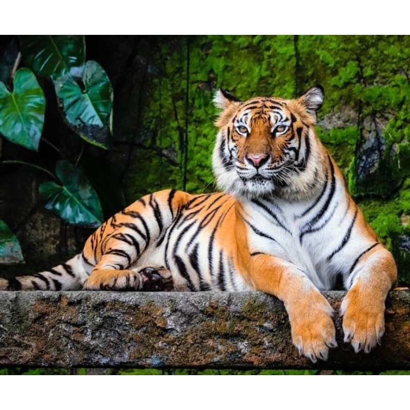 Jual poster harimau jawa | Shopee Indonesia