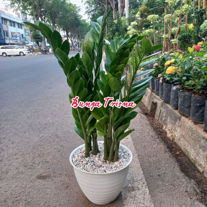 Jual Paket Lengkap Tanaman Hias Dollar Zamia / Tanaman ZZ / ZZ plant ...
