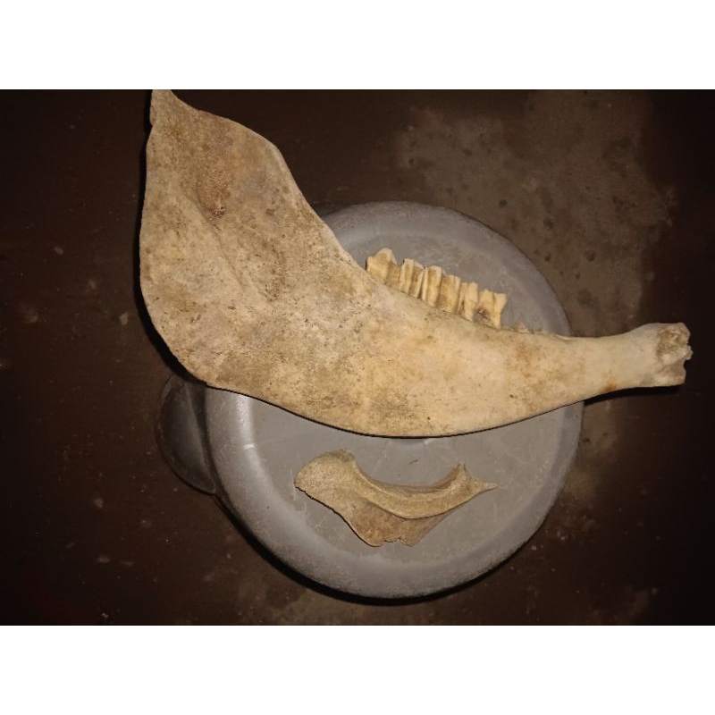 Jual batu posil tulang temuan sungai | Shopee Indonesia