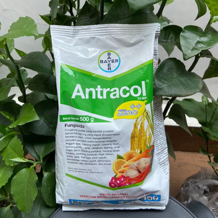 Jual ANTRACOL 70WP 500gr Fungisida Bayer Bahan Aktif Propineb 70% Untuk ...