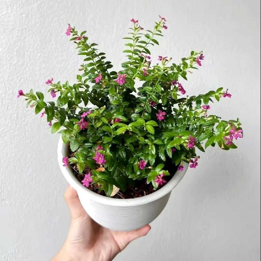 Jual TANAMAN TAIWAN BEAUTY CUPHEA HYSSOPIFOLIA,TANAMAN HIAS ASLI ...