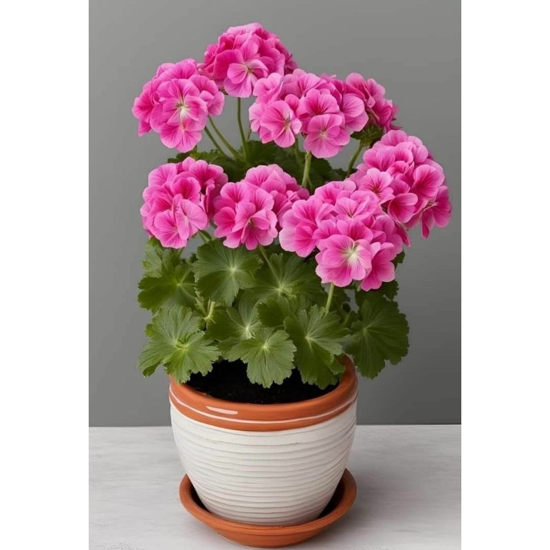 Jual TANAMAN HIAS GERANIUM IMPORT F1 / BUNGA GERANIUM | Shopee Indonesia