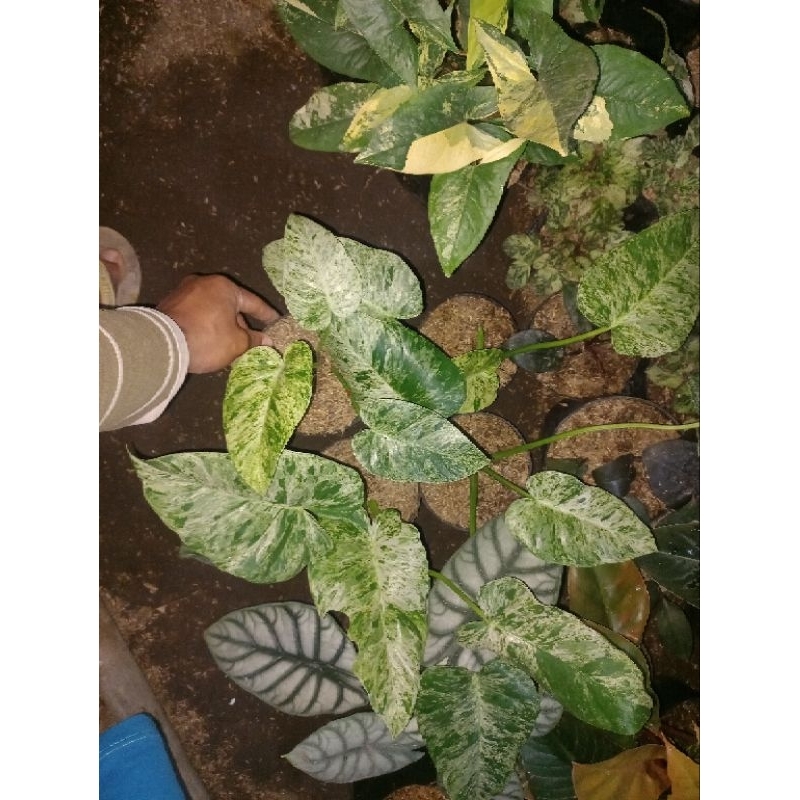 Jual tanaman hias giganteum marble variegata / blizzard marble ...