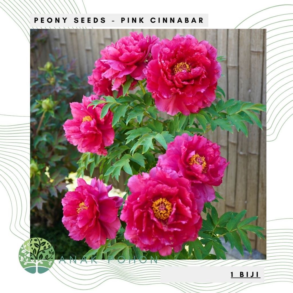 Jual Benih Bibit Biji - Bunga Peony Pink Cinnabar (Paeonia lactiflora ...