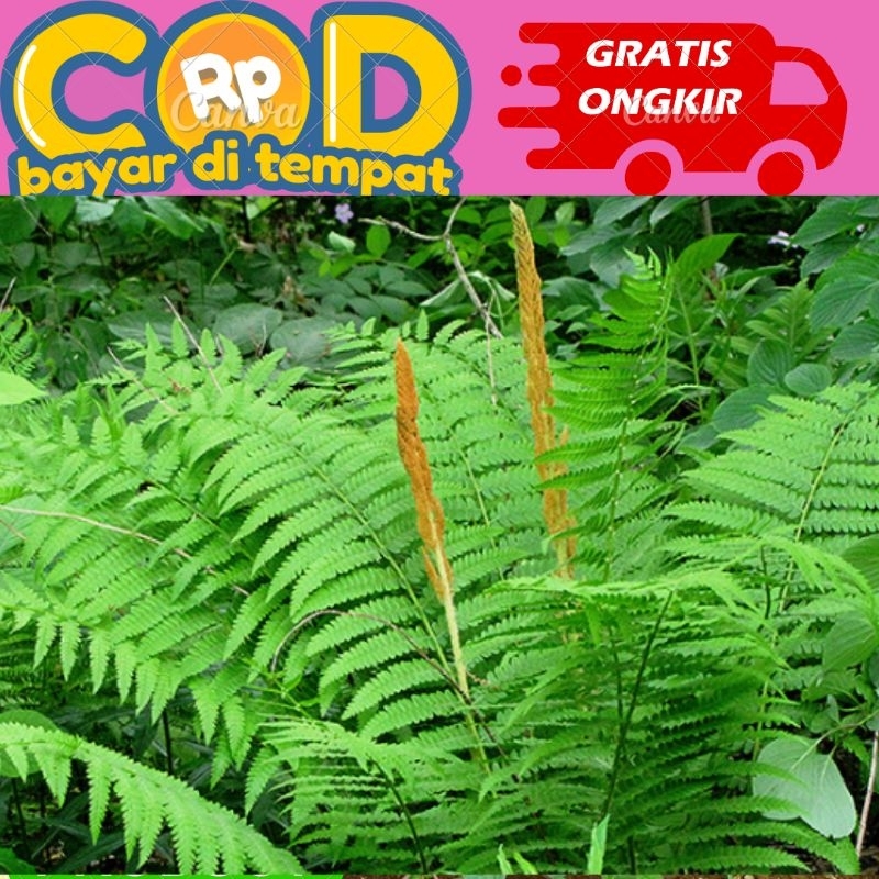 Jual daun pakis hutan untuk Ecoprint 20 tangkai | Shopee Indonesia