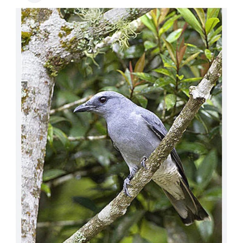 Jual Burung podang sungu pilihn jantan istimewa | Shopee Indonesia