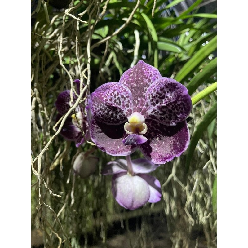Jual Vanda dewasa kulvadee fragrant x dr Anek black | Shopee Indonesia