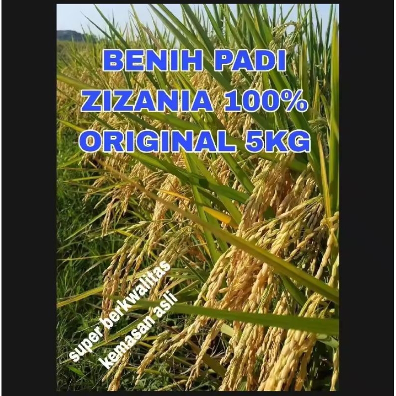 Jual BENIH BIBIT PADI ZIZANIA TERBARU 100% ORIGINAL KEMASAN 5KG | Shopee Indonesia