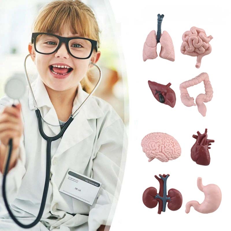 Jual Alat Peraga Organ Tubuh Mainan Anatomi Tubuh Manusia Untuk Anak 8 ...