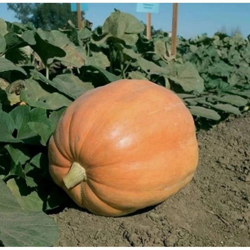 Jual 60+Biji BENIH LABU KUNING MAMMOTHGOLD SUPER LABU/ WALUH RASASA ...