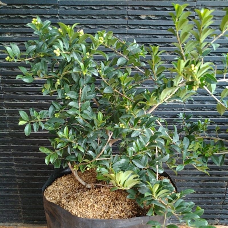 Jual Jambu Air Lili Pili ( bonsai) | Shopee Indonesia