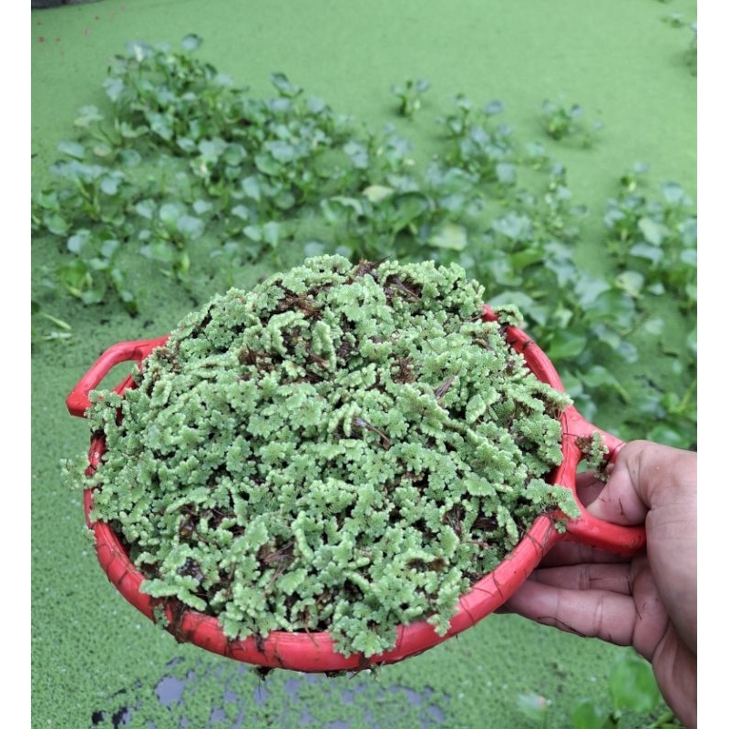 Jual Azolla 850gr | Shopee Indonesia