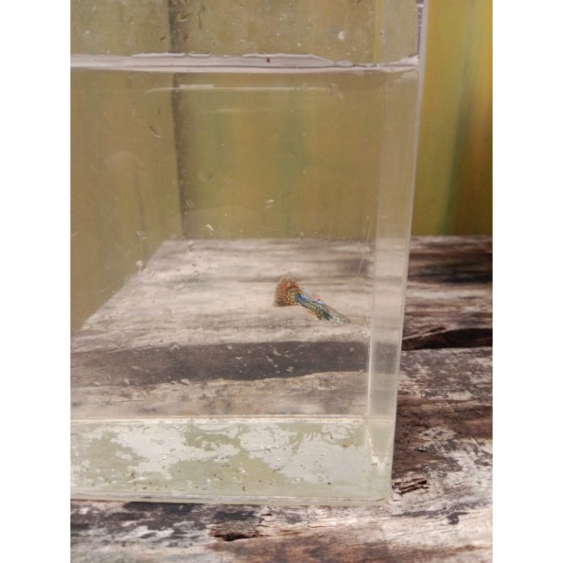Jual Ikan Guppy Red Dragon | Shopee Indonesia