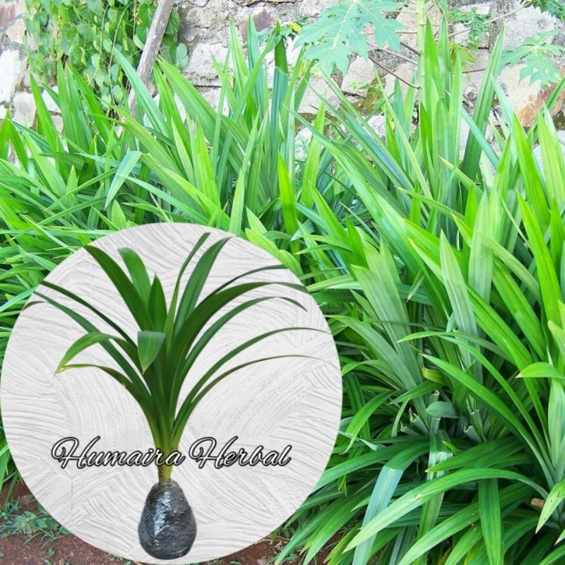 Jual POHON PANDAN WANGI Pohon Pandan Wangi Hidup Rimbun Siap Tanam ...