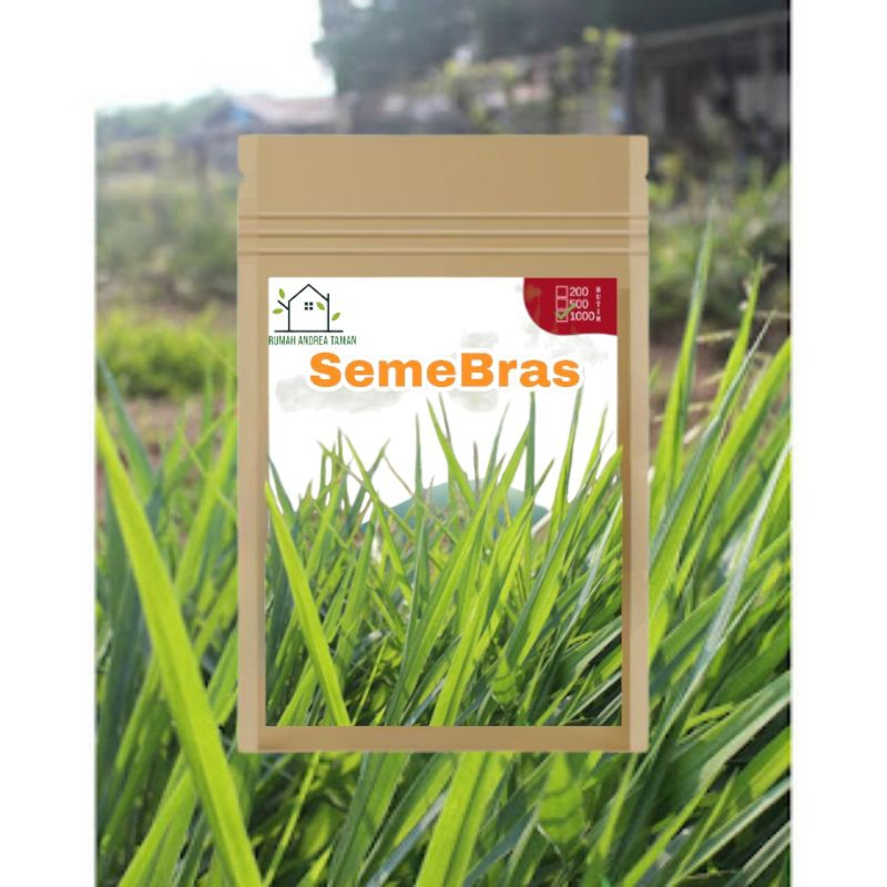 Jual benih rumput brachiaria decumbent - Decumbens 1kg premium - bibit ...