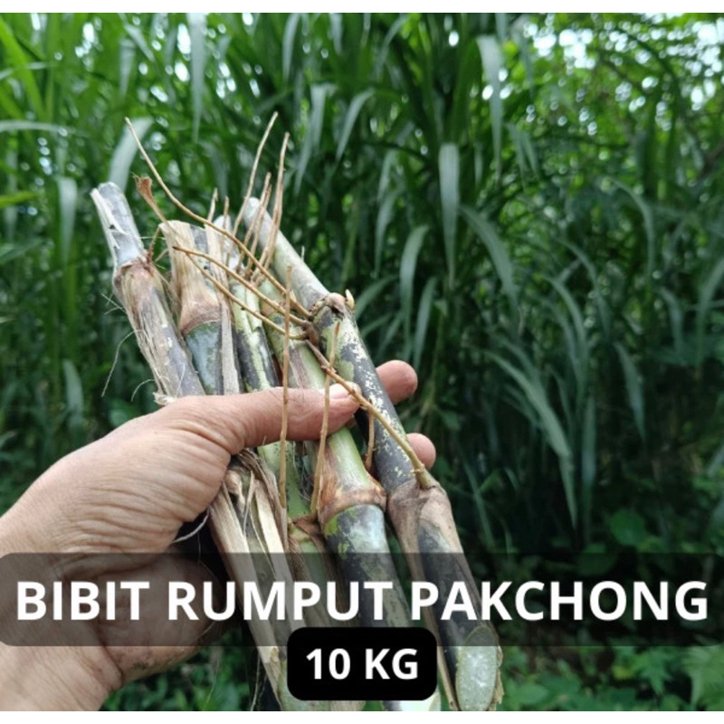 Jual 10 Kg Bibit Rumput Pakcong Super / Bibit Napier Pakcong / Bibit ...