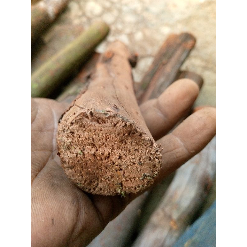 Jual kayu stigi gunung ngurak | Shopee Indonesia