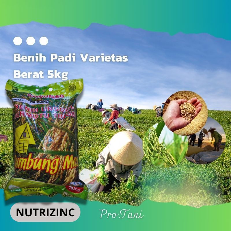 Jual BIBIT BENIH PADI PREMIUM VARIETAS NUTRIZINC BERAT 10 KG | Shopee ...