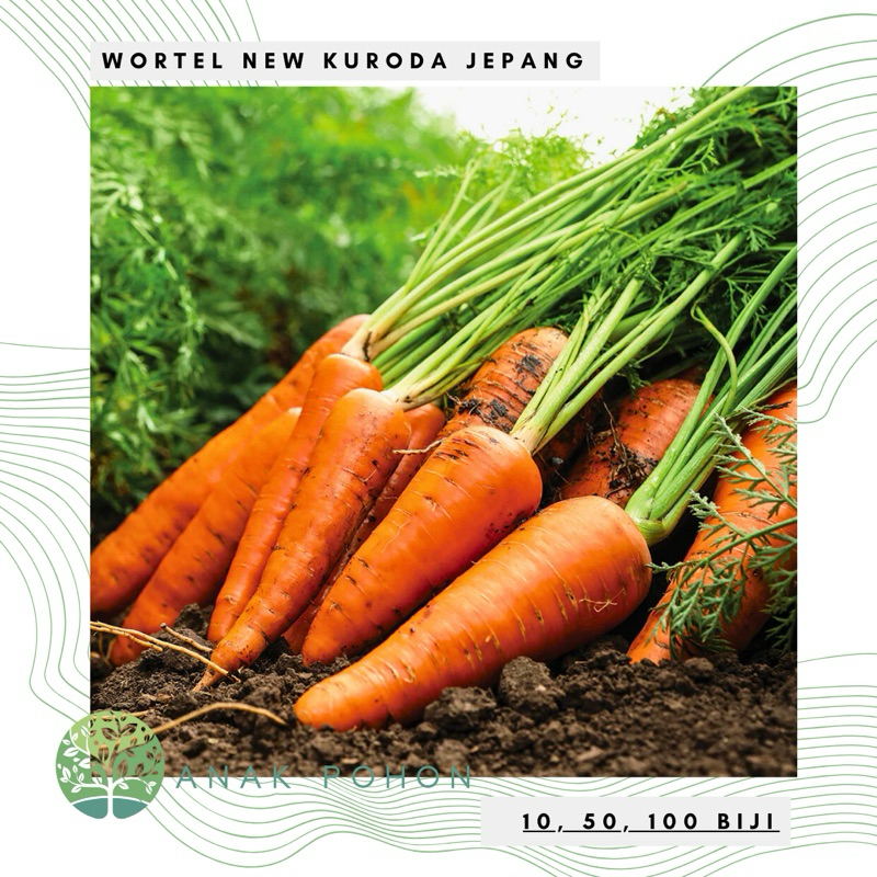 Jual Benih Bibit Biji - Wortel New Kuroda Jepang Hibrida F1 Super Seeds ...