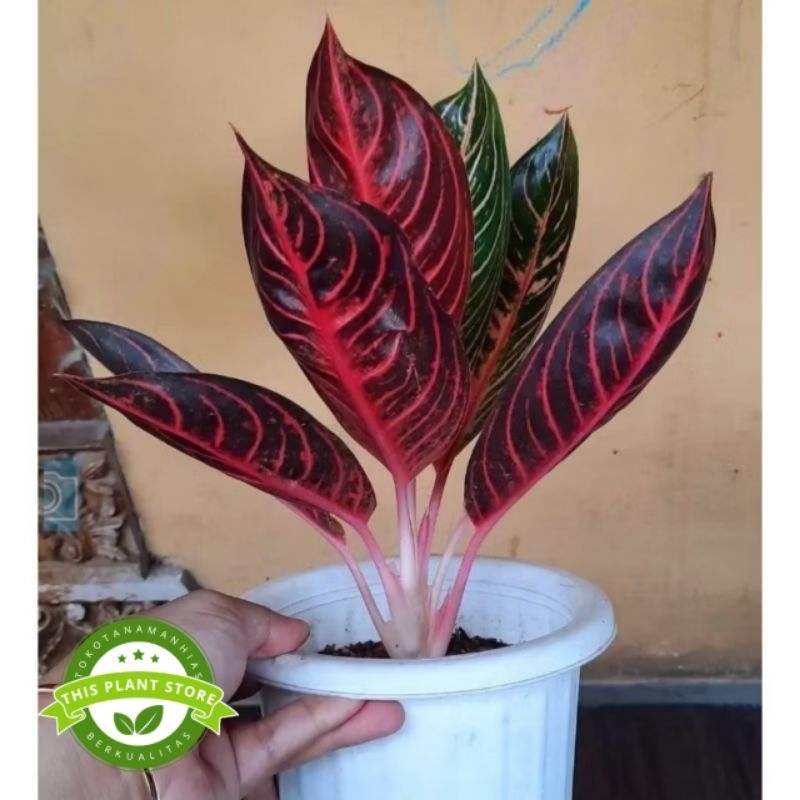 Jual ( GRATIS ONGKIR ) Aglonema Pride Of Sumatra (Tanaman hias ...