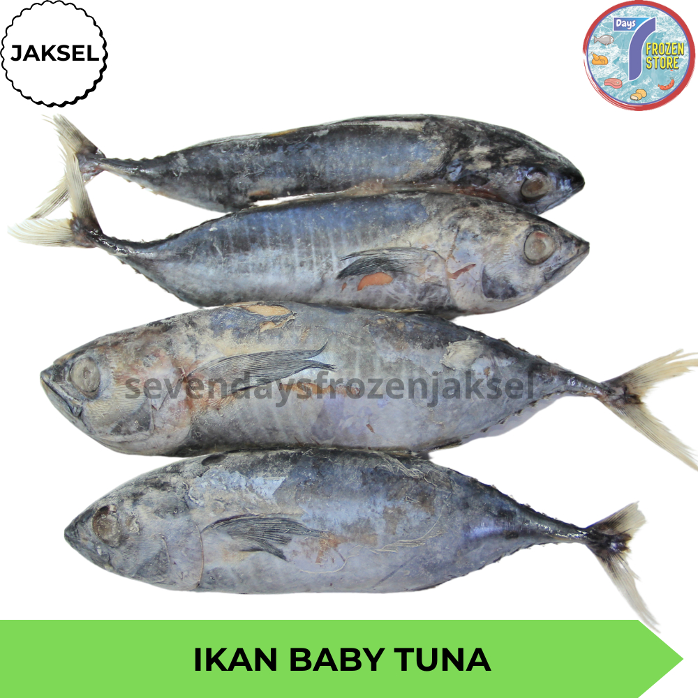Jual Ikan Baby Tuna Beku Kapal Frozen 1 kg | Shopee Indonesia