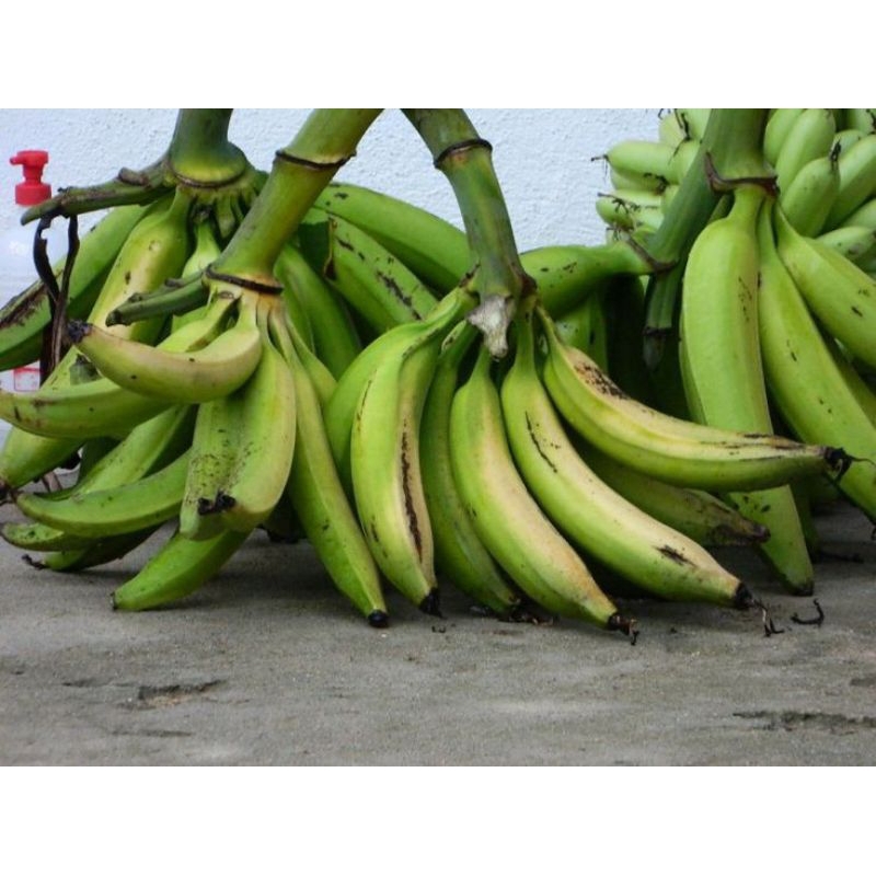 Jual pisang tanduk madu 1 tandan mentah dan matang pasti murah | Shopee ...