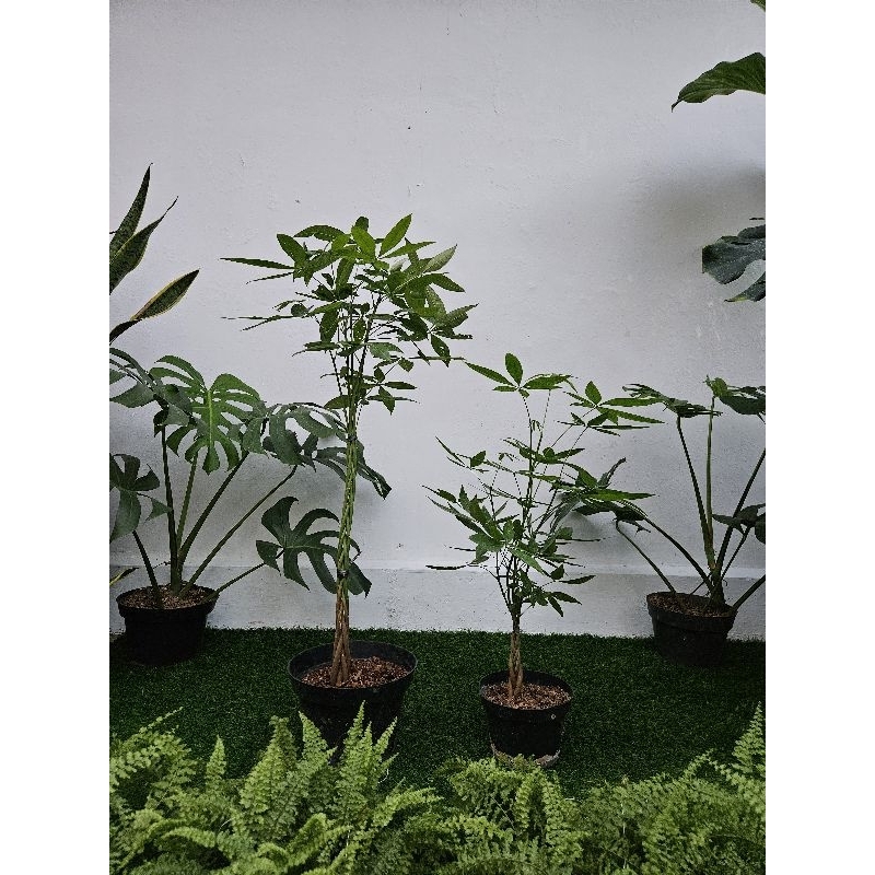 Jual Pachira / Tanaman Pachira Aquatica / Money Tree | Shopee Indonesia