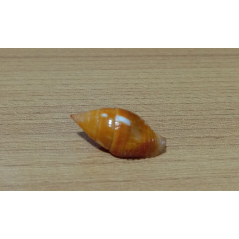 Jual cangkang kerang Pyrene Flava (orange tones) | Shopee Indonesia