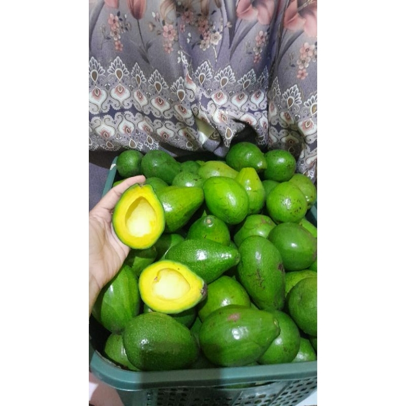 Jual ALPUKAT MENTEGA BOYOLALI | Shopee Indonesia