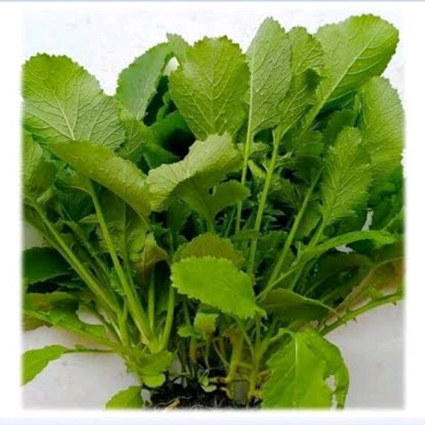 Jual ( 100 Gram ) Benih Sawi Ensabi | Sawi Dayak | Sayur Sabih | Sawi ...