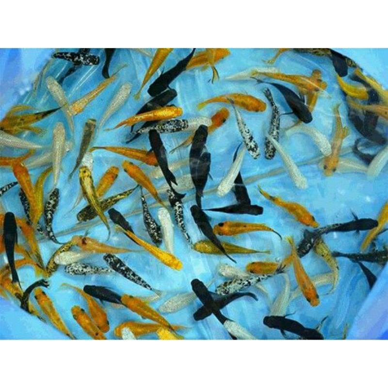 Jual mollymix pakan 100pcs marbel,hitam, putih, oren, hitam | Shopee ...