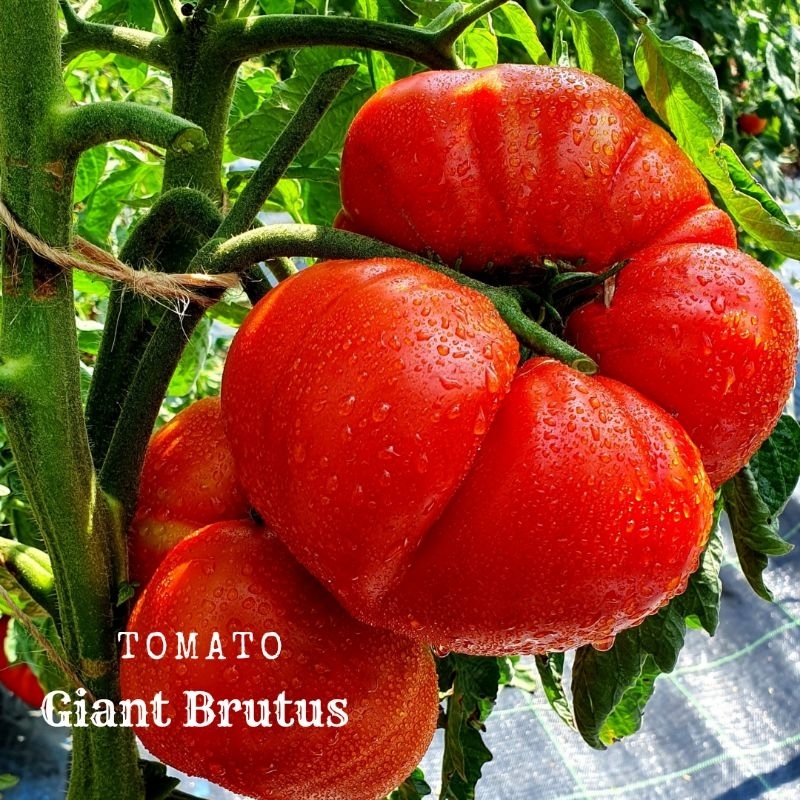 Jual Benih - Brutus Giant Tomato - Tomat Raksasa - Heirloom - 1 Biji ...