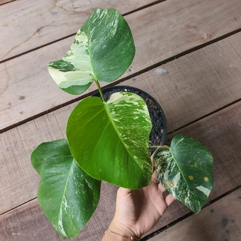Jual Monstera variegata white tiger ekonomis anakan baby monsvar monvar ...
