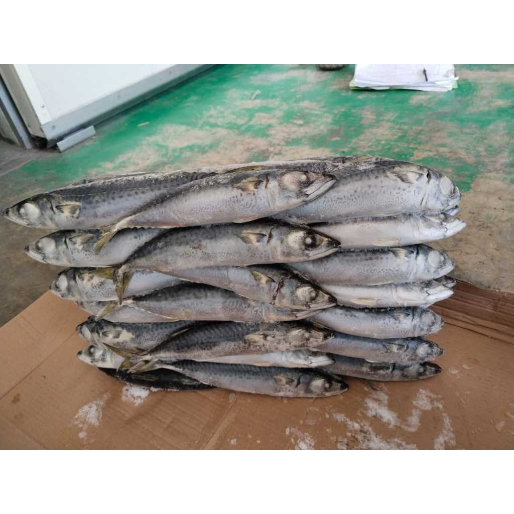 Jual IKAN MACKAREL /SABA KEMASAN 1 KG | Shopee Indonesia