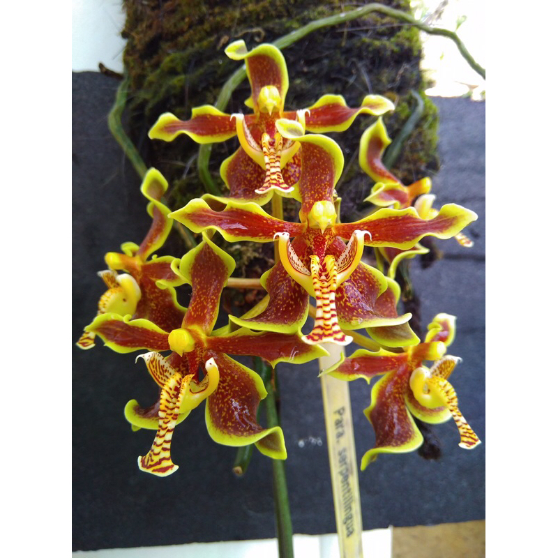 Jual Anggrek Ekor Tikus - Paraphalaenopsis Labukensis | Shopee Indonesia