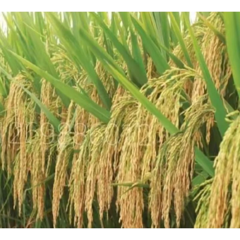 Jual BENIH BIBIT PADI UB2 BATUTA TERBAIK KUALITASNYA KEMASAN 1KG (COD ...