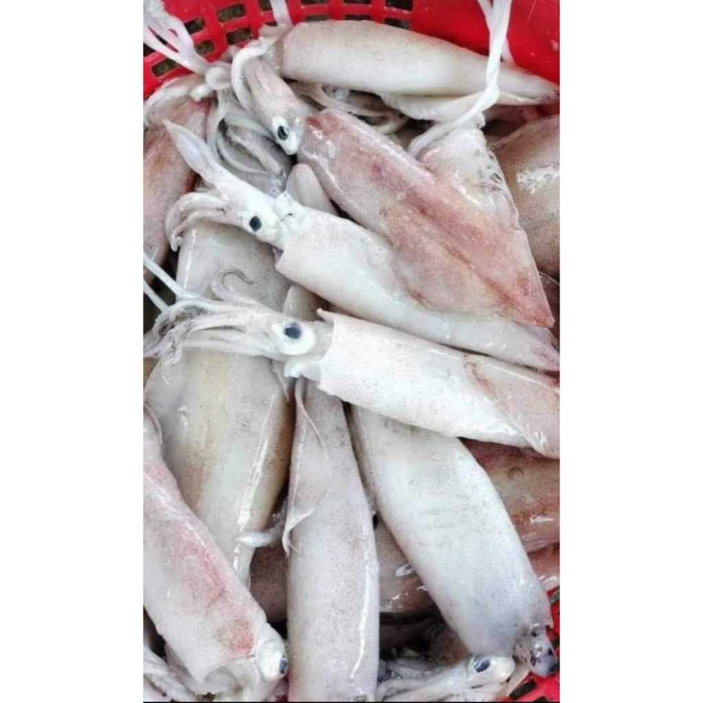 Jual CUMI SEMAMPER FRESH SEGAR MURAH | Shopee Indonesia