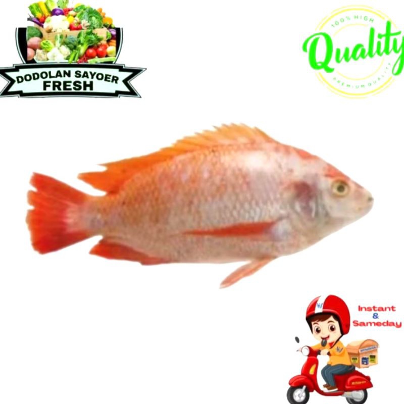 Jual Nila merah/ikan nila Fresh pilihan | Shopee Indonesia