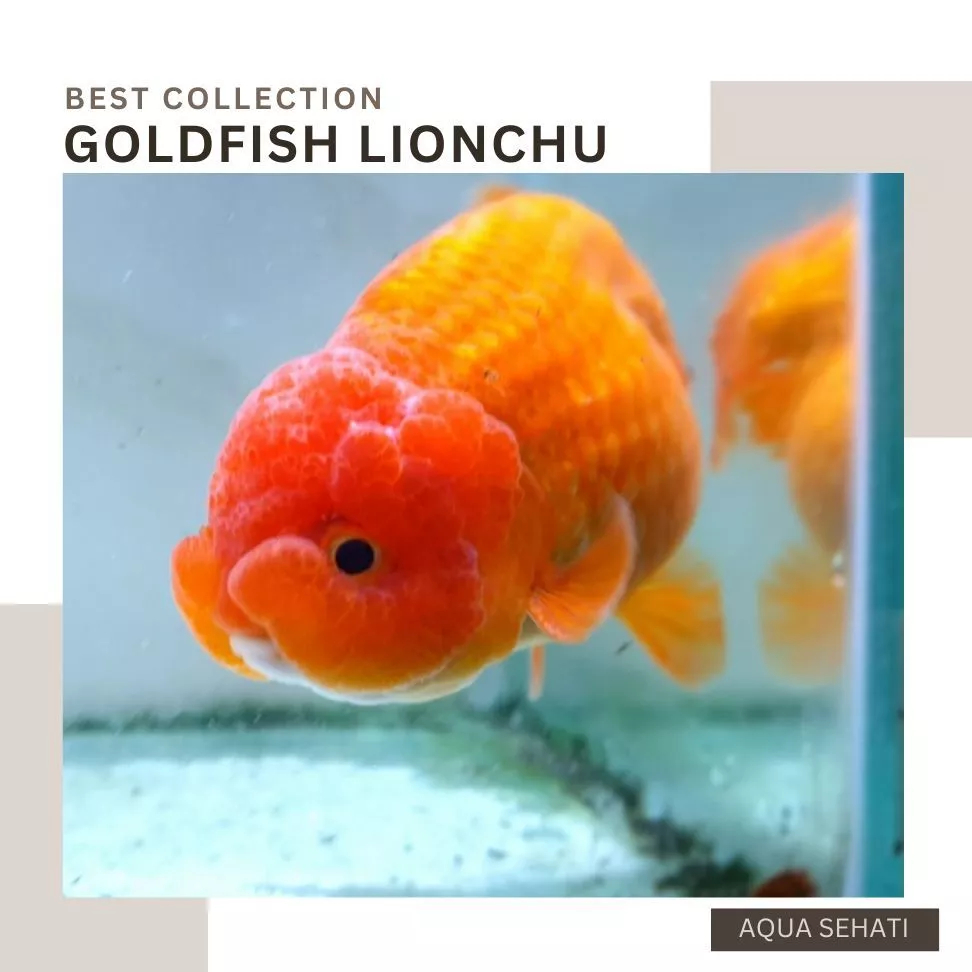Jual Ikan Hias Mas Koki RANCHU GOLDFISH LIONCHU LIONHEAD JELLY HEAD ...