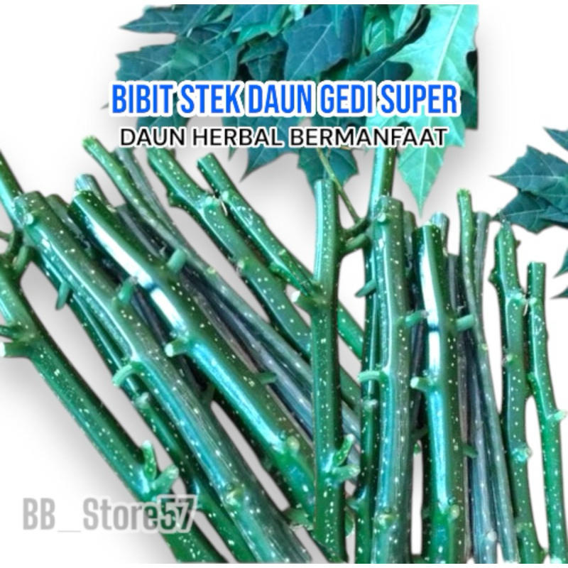 Jual Bibit stek daun gedi per batang bibit daun gedi herbal alami ...