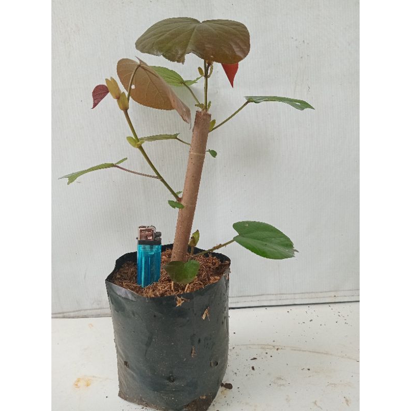 Jual waru merah ( super redd ) | Shopee Indonesia