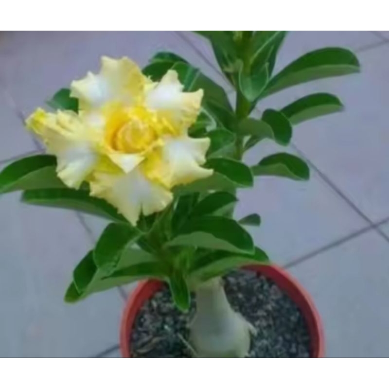 Jual ADENIUM KAMBOJA BUNGA TUMPUK STAR YELLOW | Shopee Indonesia