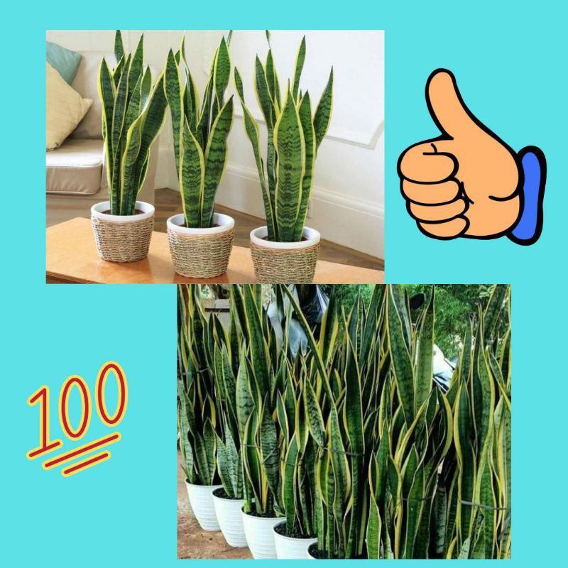 Jual 10 Pohon Tanaman Lidah Mertua Mini, Tanaman Lidah Mertua Kecil ... Jual 10 Pohon Tanaman Lidah Mertua Mini, Tanaman Lidah Mertua Kecil ...