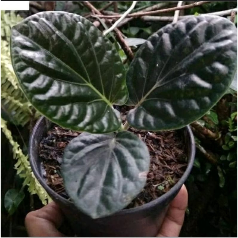 Jual (BISA COD) Tanaman hias Sirih Papua Black Paper / Tanaman Sirih ...