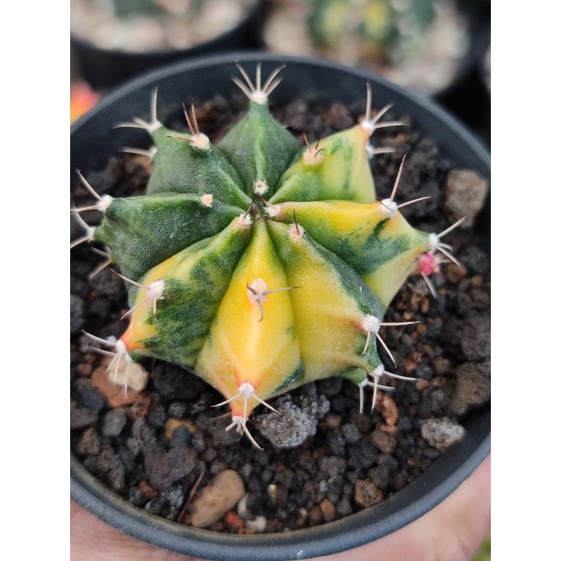 Jual miha new hybrid seedling warna cakep gendong calon anak | Shopee ...