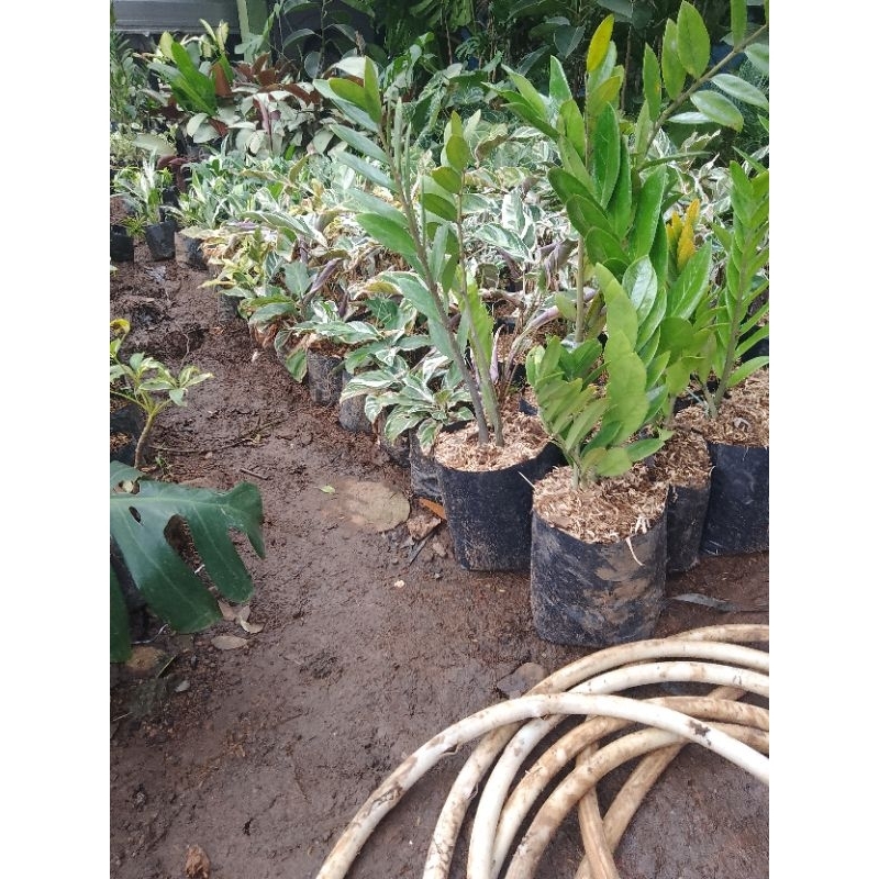 Jual tanaman hias pule grouping pohon pule gruping tanaman pule ...