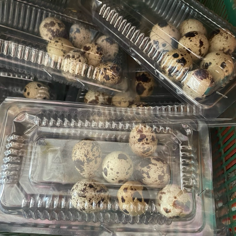 Jual TELUR PUYUH 1 PCS ISI 7 BUTIR [INSTAN] | Shopee Indonesia